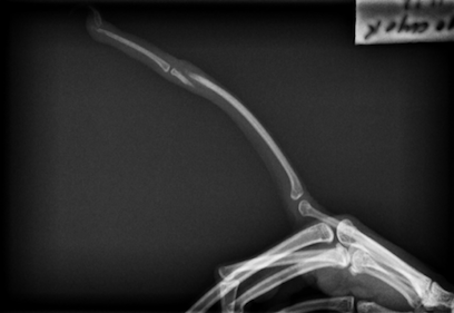 Guest blog: Radiographic research on primates | Charlotte Primeau